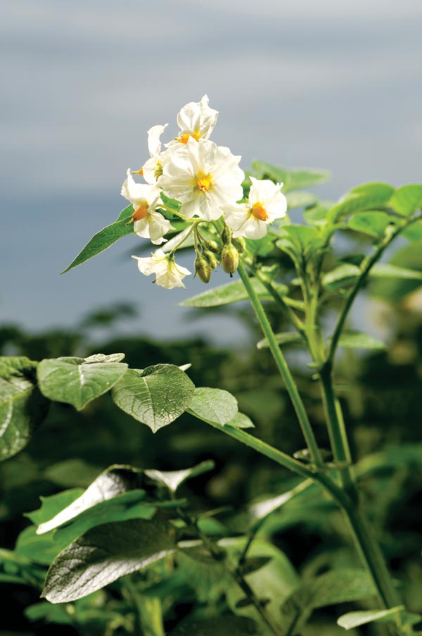 Grow Spectacular Spuds - Grit